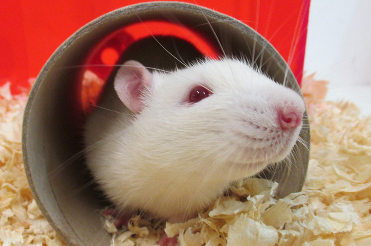 The Sprague Dawley® SD rat – a trusted resource